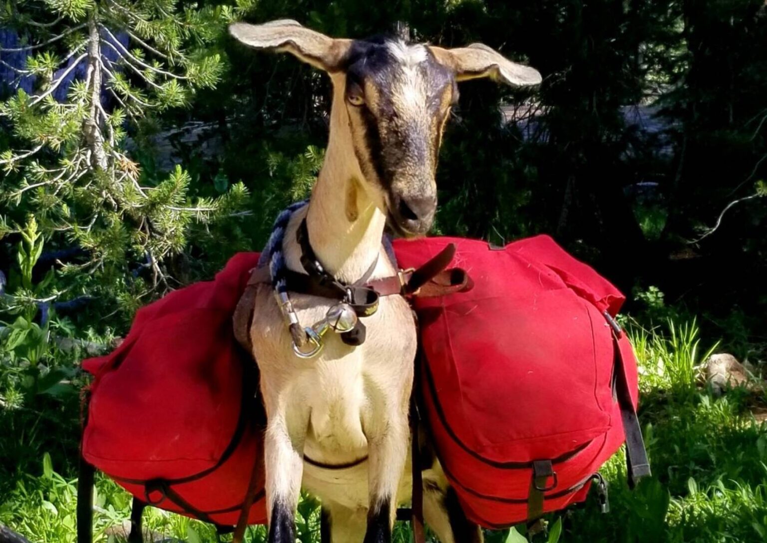High Sierra Pack Goats - Goat Journal